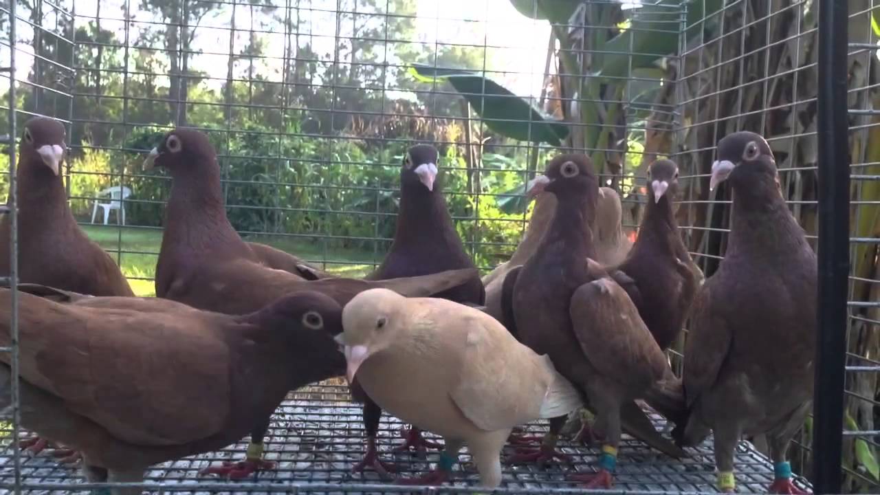 Red and Yellow Homers - YouTube