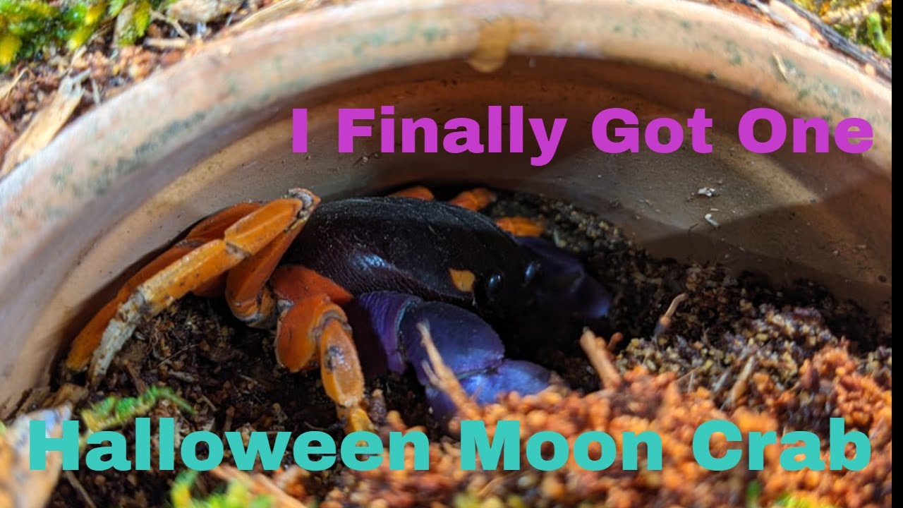 Halloween Moon Crab: I Finally Got One (So Excited) - YouTube