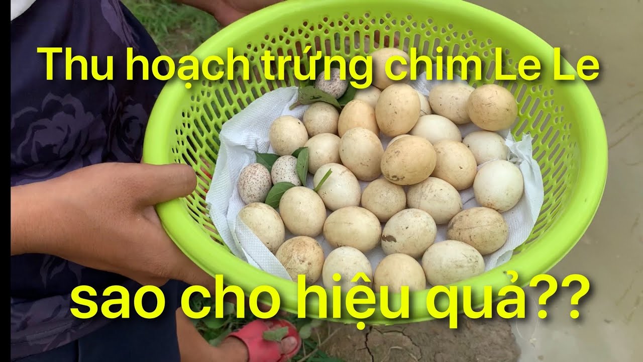 Thu hoạch trứng chim Le Le sao cho hiệu quả nhất? - YouTube