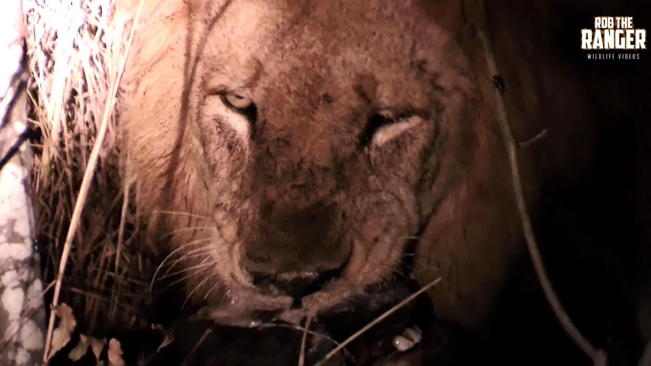 One Of The Mapogo Lion Coalition With A Buffalo Calf | Archive Footage ...