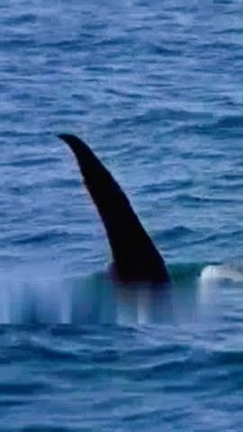 Blue whale of Prasant Ocean #Real shorts - YouTube