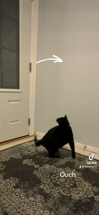 #cat #Ouch - YouTube