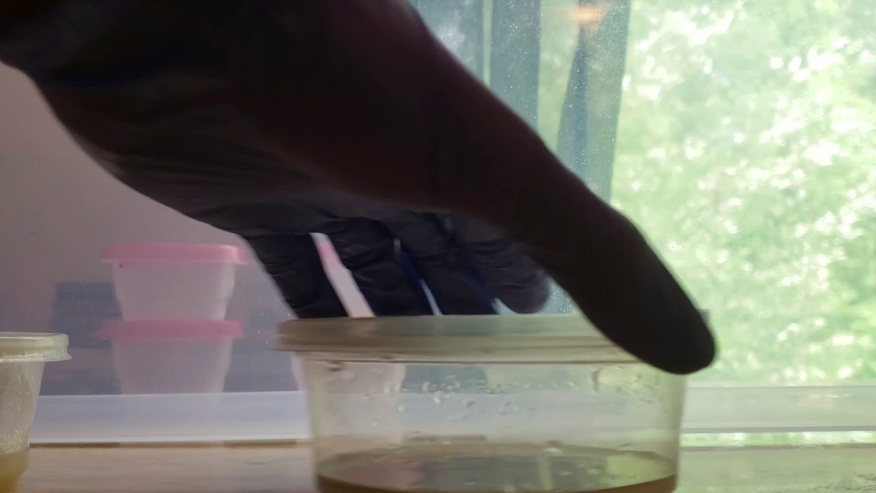 Syringe to agar - YouTube