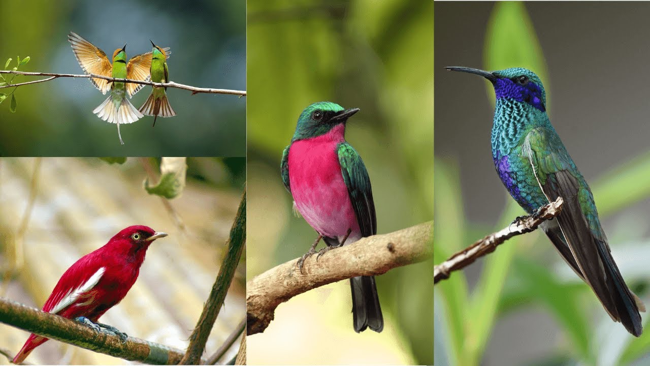 No Copyright Birds Songs Invincible - No Copyright Cinematic Birds ...