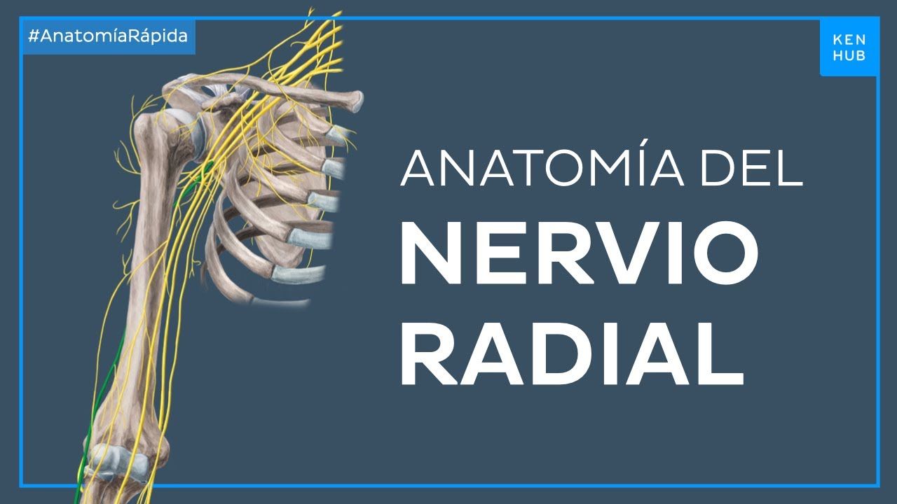 Anatomía del nervio radial - Anatomía Fácil | Kenhub - YouTube