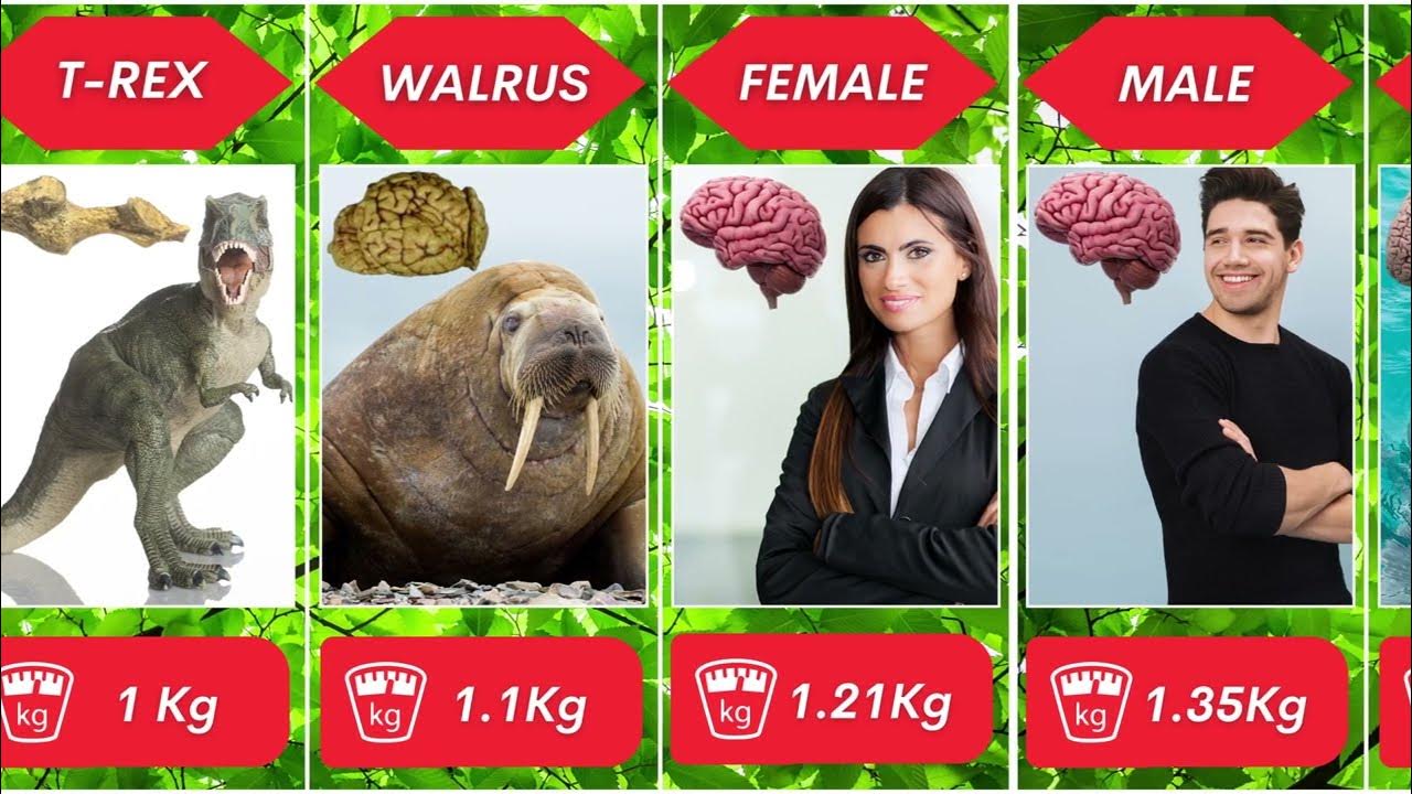 Brain Size Comparison: Biggest Brain in the World - YouTube