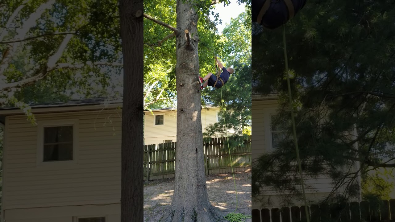 First Time Humping Up A Tree!! 😎 #TreeLife - YouTube