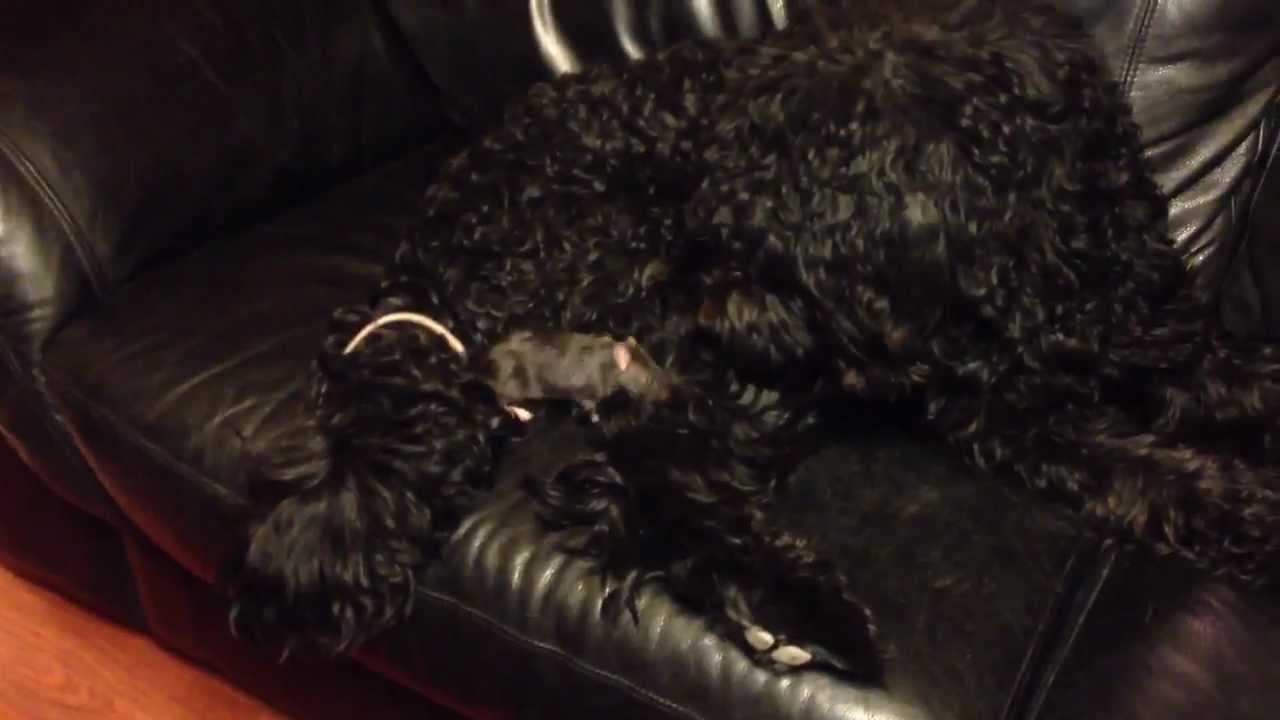Black Labradoodle and Black Rat playing and BEST FRIENDS! - YouTube