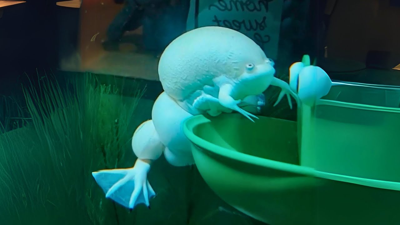 African Clawed Frog 🐸 Inflate Like a Balloon! - YouTube