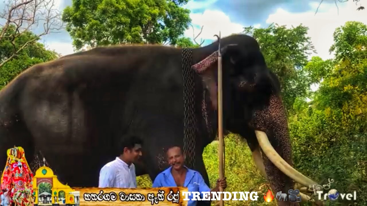 ELEPHANTS OF KATHARAGAMA PERAHERA - YouTube