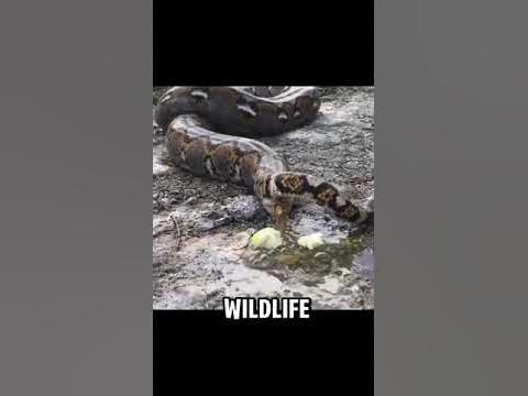 How a Giant Python Poops! SHOCKİNG MOMENT! - YouTube