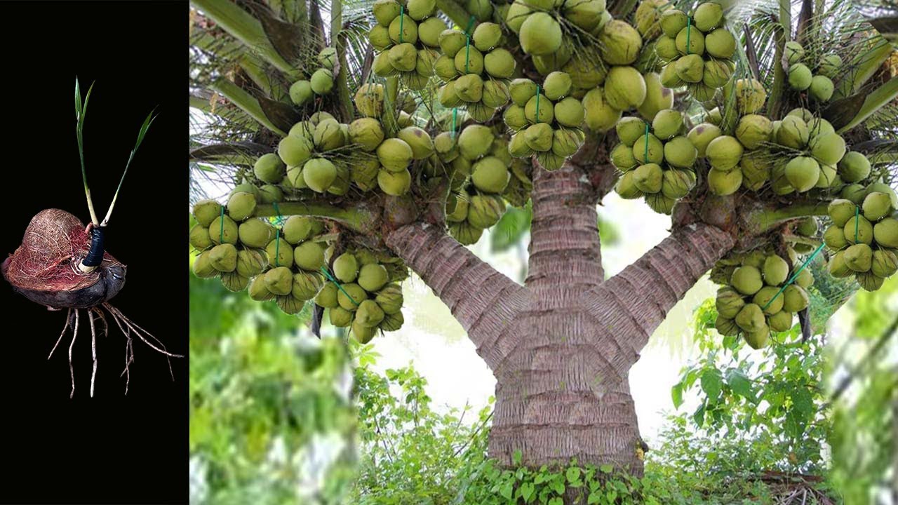 Amazing Skill: How to grow a coconut to split in two and have a lot of ...