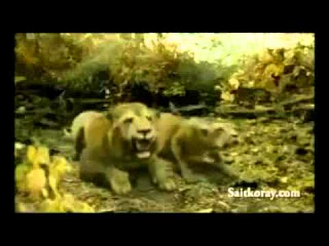 Dans Eden Aslanlar :)