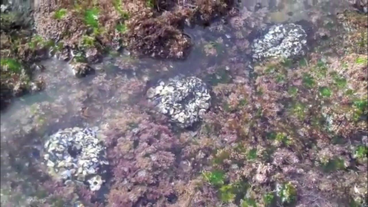 THE TIDE POOL SONG- with hand dances- by Birdsong and the Eco-Wonders ...