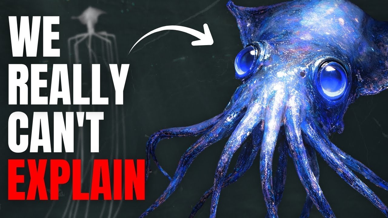 These Deep Sea Creatures Look Completely Alien - YouTube