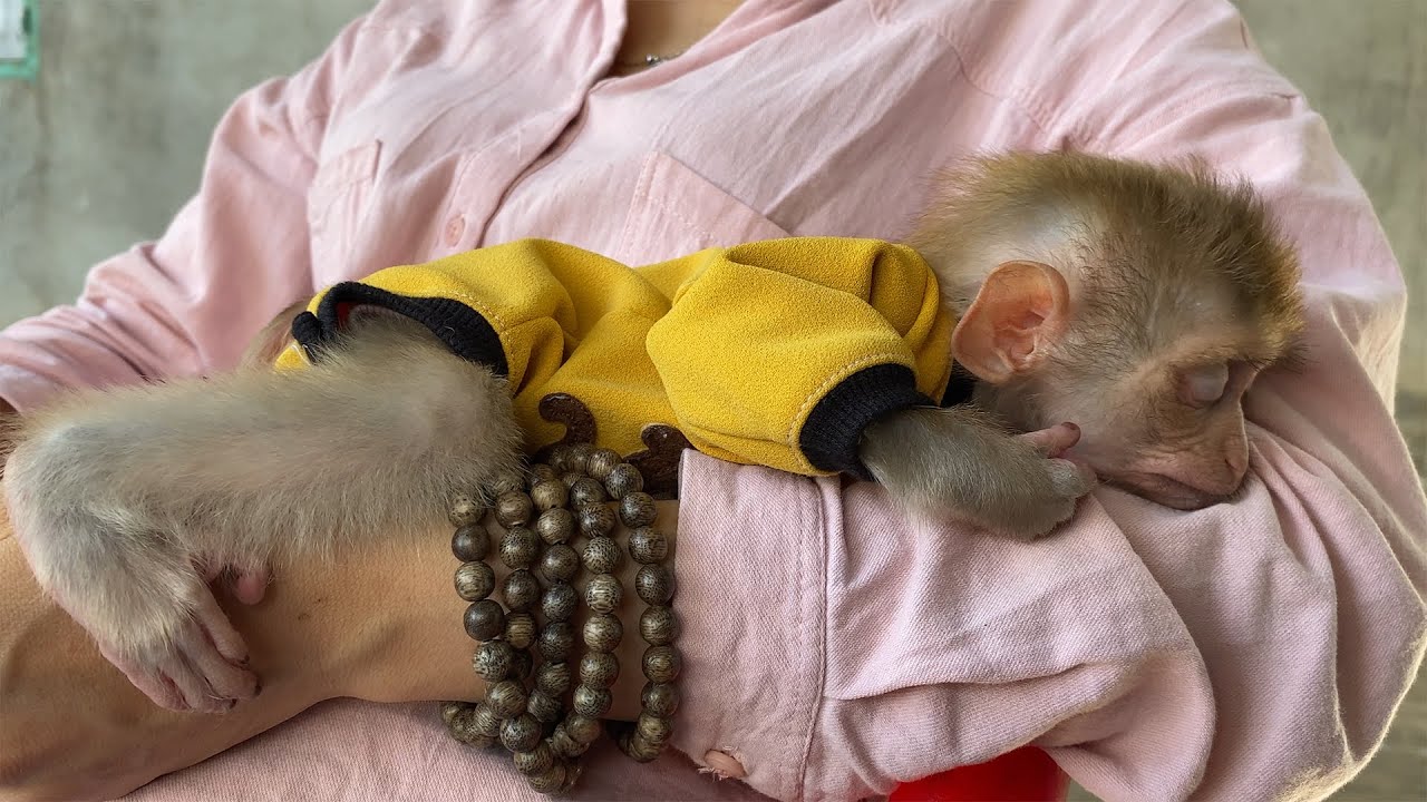 Princess Zim takes a sweet nap in her mother's arms | Monkey Zim - YouTube