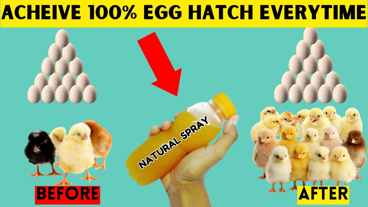 HOW TO HATCH 100% OF YOUR EGGS USING THIS ORGANIC EGG SPRAY EVERYTIME ...