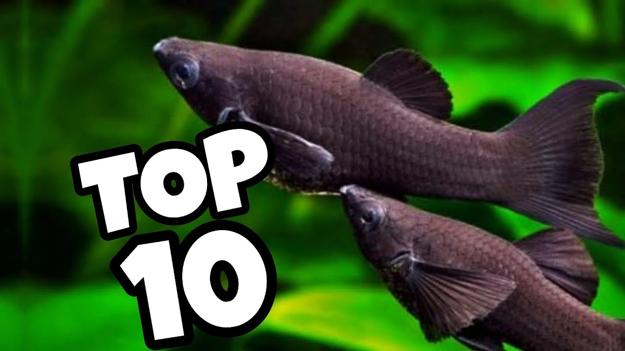 Top 10 Best types of Molly Fish 2023 | Beautiful Different Molly ...