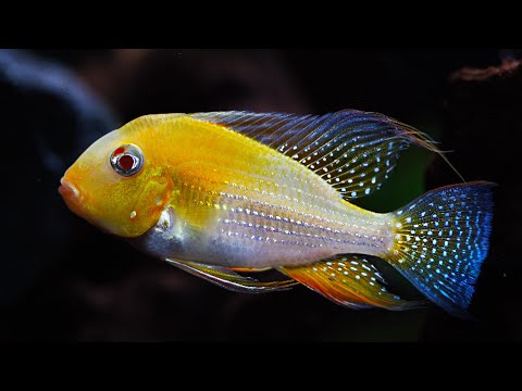 This Fish Deserved a Better Tank: Albino Heckelii Showing Why They are ...