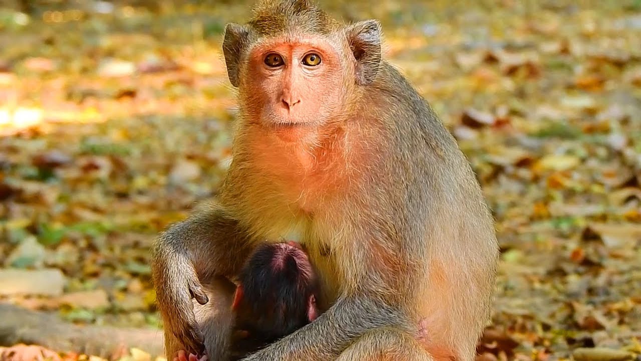 Congratulations! Juliana Monkey Giving Newborn Baby Birth Monkey ...