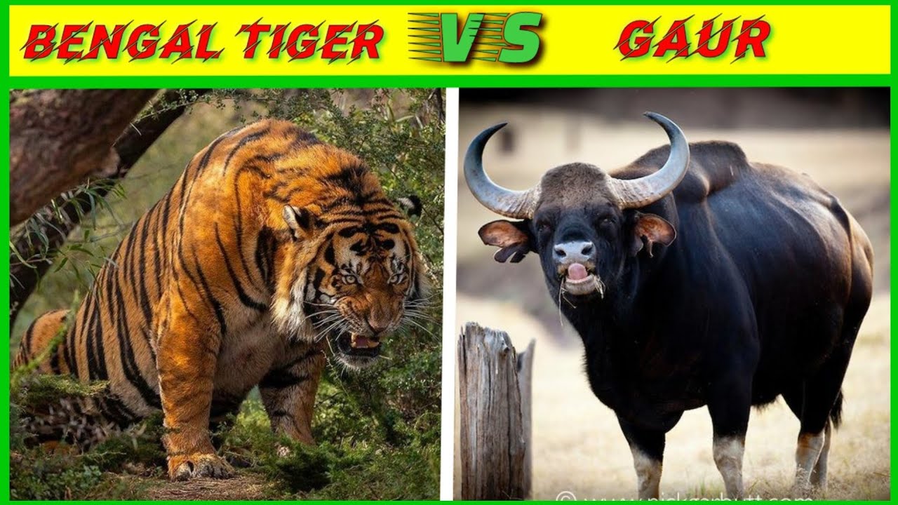 Bengal tiger vs Gaur who will win?/Bengal tiger vs gaur which is ...