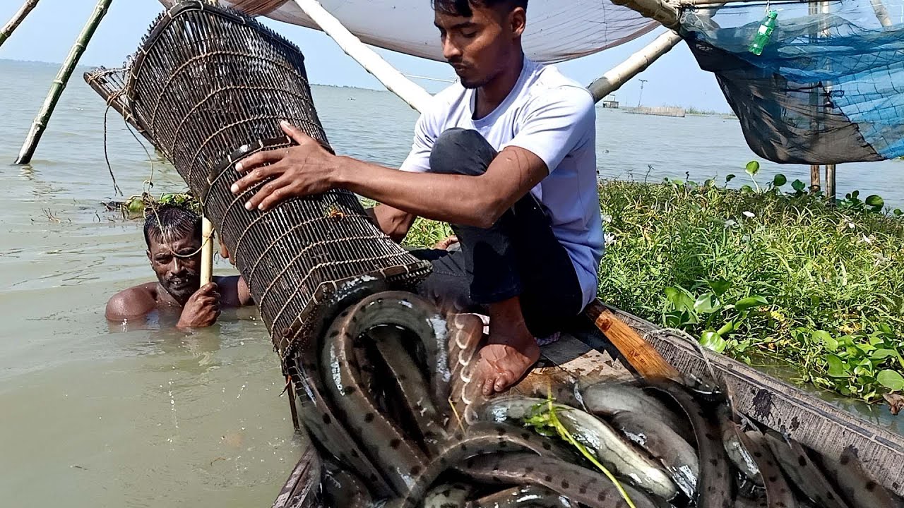 বাশেঁর খাঁচা দিয়ে বাইম মাছ ধরার কৌশল (পর্ব - ২) | Big baim fishing ...