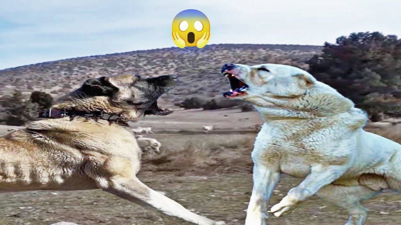 Alabai vs Kangal Dog | World Strongest Dogs Breed | Powerful Dogs Fight ...