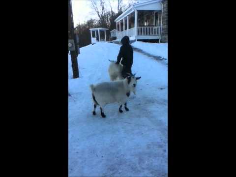 Goat Riding
