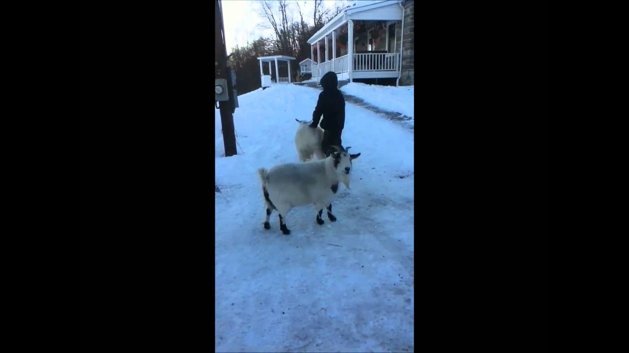 Goat Riding - YouTube