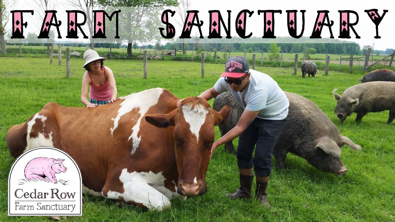 CEDAR ROW FARM SANCTUARY - YouTube