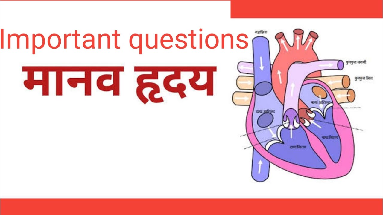 General science।। Science GK।।Human heart।। मानव हृदय।। - YouTube