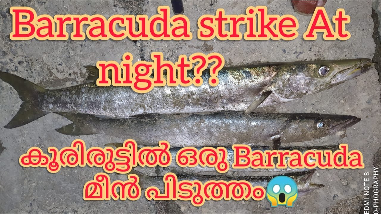 Un believable Barracuda strike At night|Night fishing|ഒരു രാത്രി മീ ...