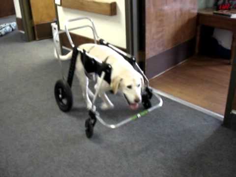 Lucky in his Front Wheel Support Dog Wheelchair from Ruff Rollin' - YouTube