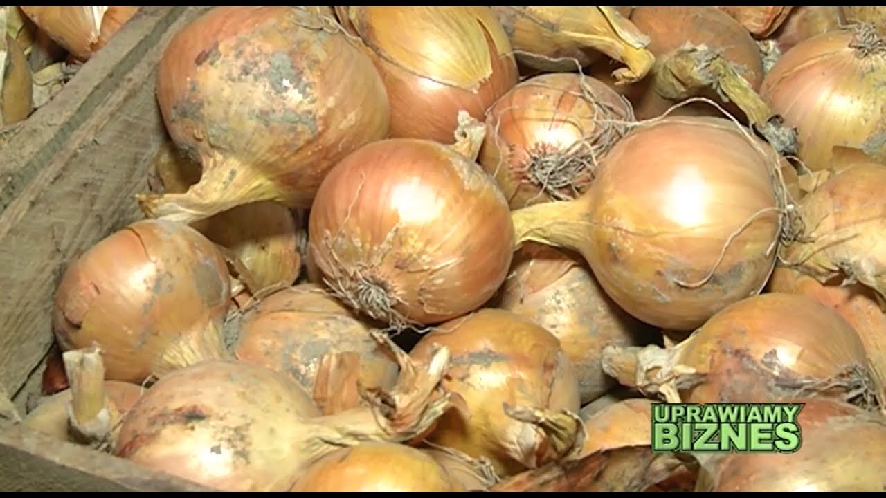 Wszystko o uprawie cebuli (część 1/2) - Uprawiamy Biznes - YouTube