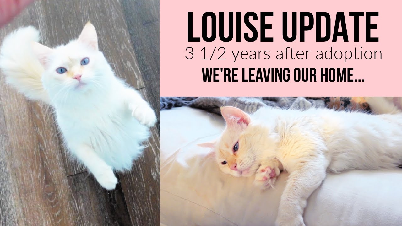 Louise The PERFECT RESCUE CAT Update! | People are worried about us ...