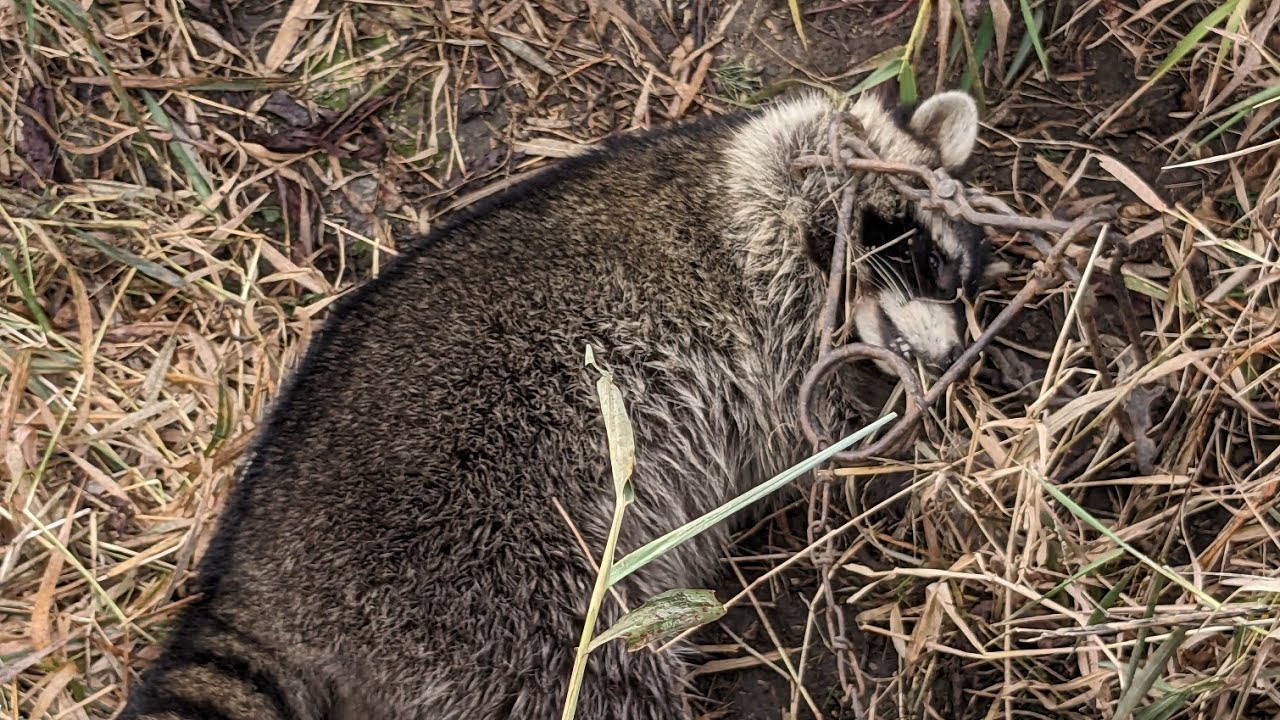 Skinning Muskrats for the Craft Trade. #billingsleybrandlures #trapping ...