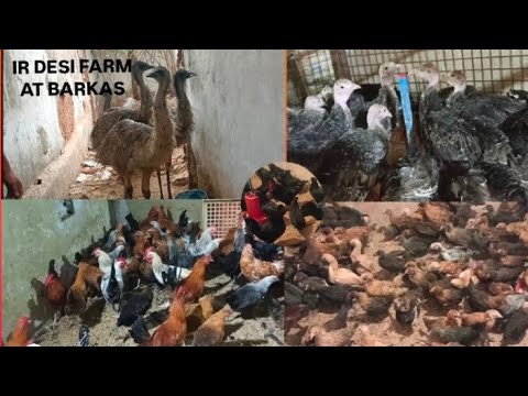 EMO BIRDS/TURKEY 🦃/DESI SONALI/KADAKNATH/DESI CHICKS 🐥 AVAILABLE AT IR ...