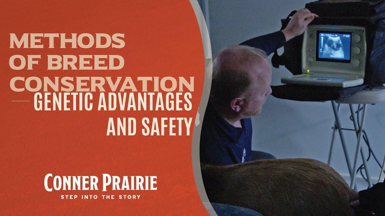 Conner Prairie - Methods of Breed Conservation: Genetic Advantages and ...