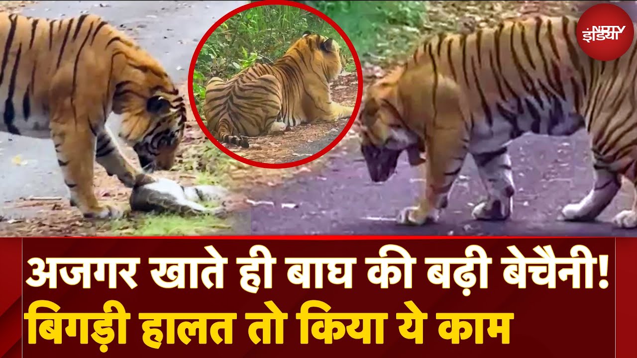 Python खाने से अचानक बिगड़ी हालत के बाद Tiger ने क्या किया? | Viral ...