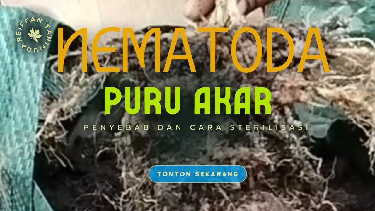 Nematoda puru akar / akar bengkak. Kenali penyebab dan penanganannya ...