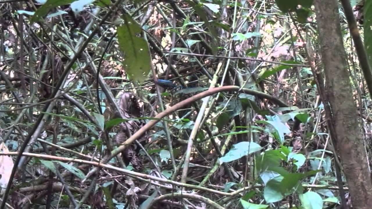 Blue-backed Manakin practicing solo dance display - YouTube