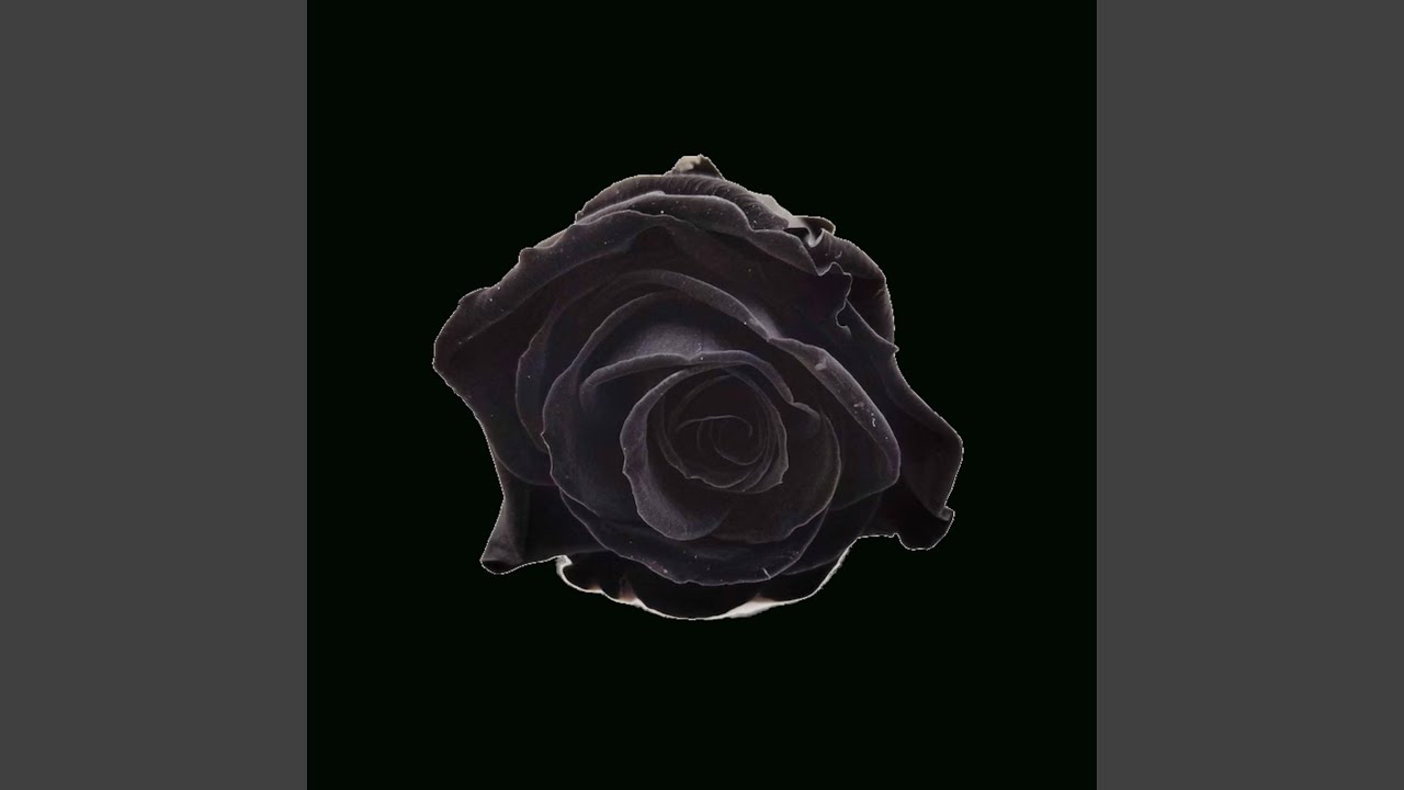 Black Rose - YouTube