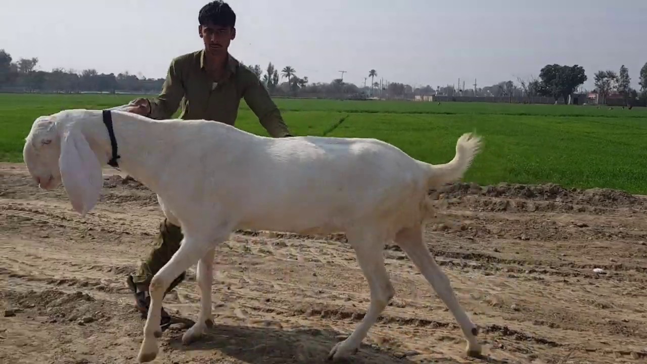 Rajanpore Goat khasi bakry 03116787026.Ainmal Goat farming - YouTube