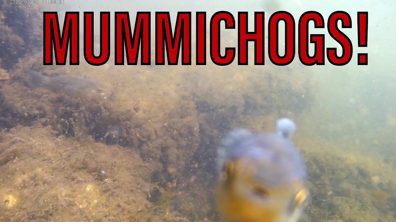 Beautiful Little MUMMICHOGS Fight Over Food! - YouTube