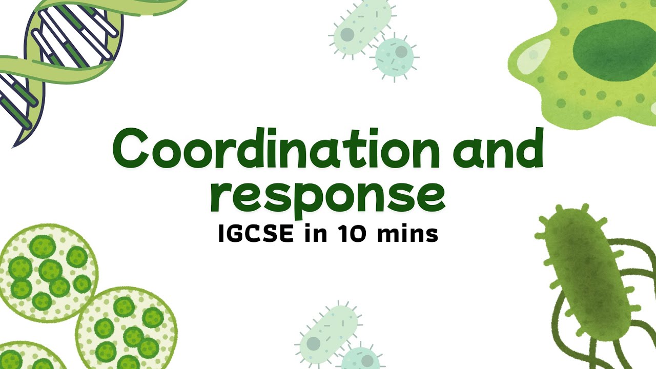 IGCSE Biology Chapter 13 Summary — Coordination and response Explained ...