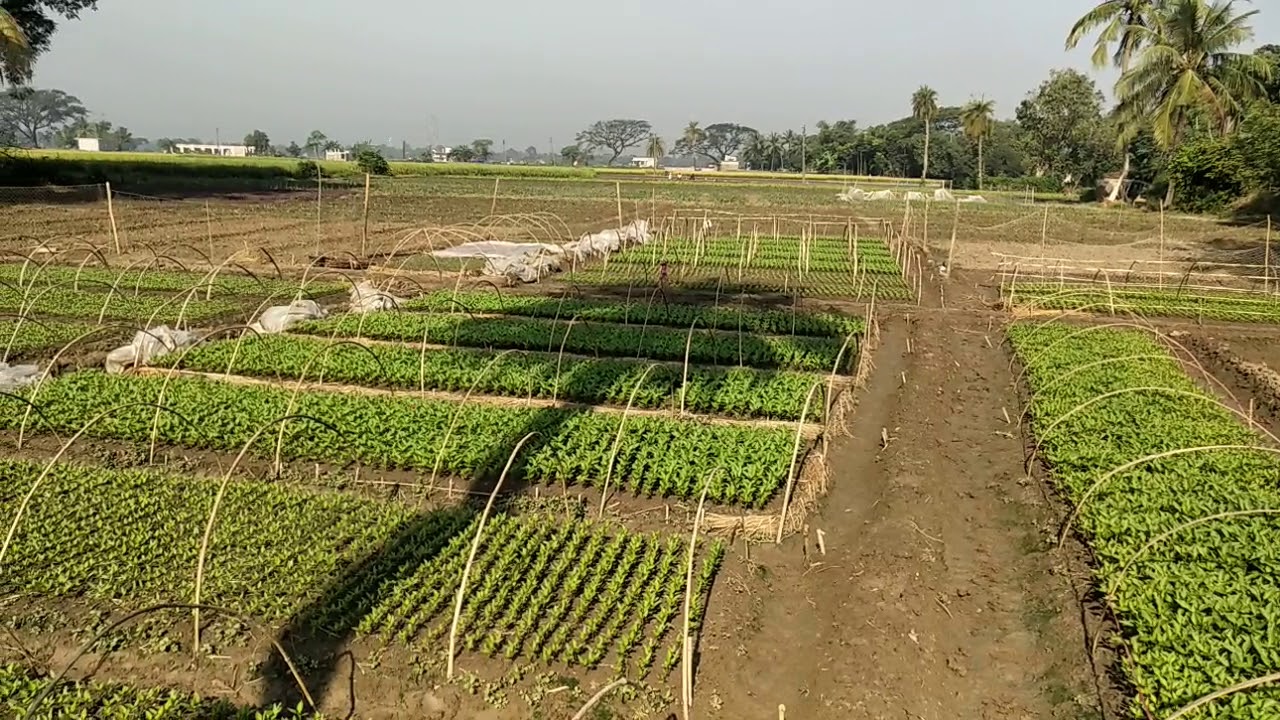 Capsicum farming in west Bengal - YouTube