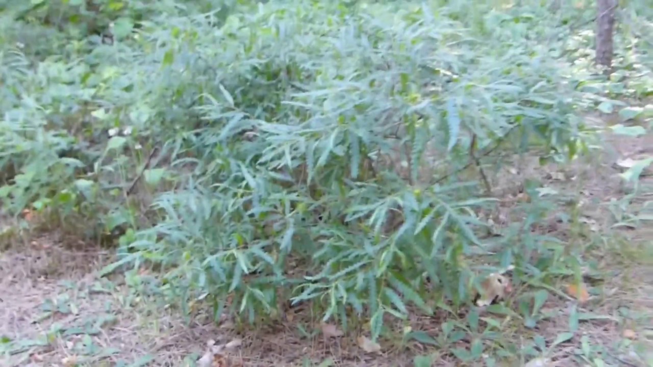 Sweetfern Identification - YouTube