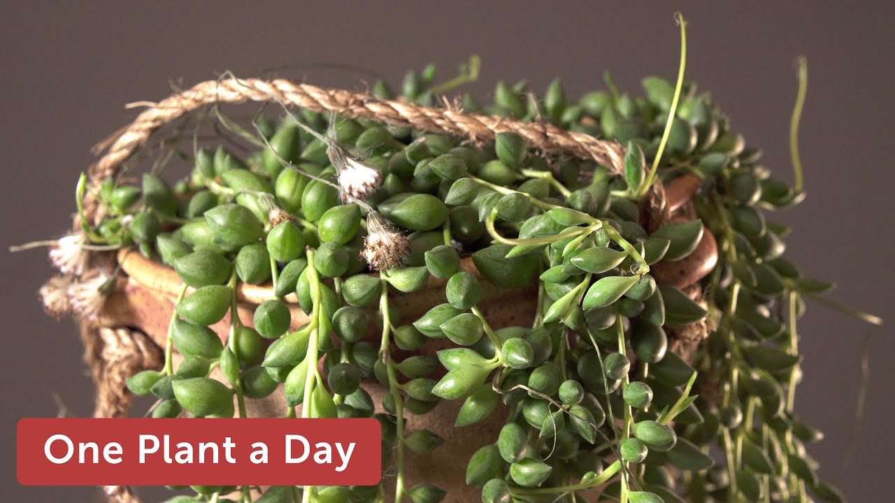 Curio herreanus (String of Tears) Houseplant Care – 356 of 365 - YouTube