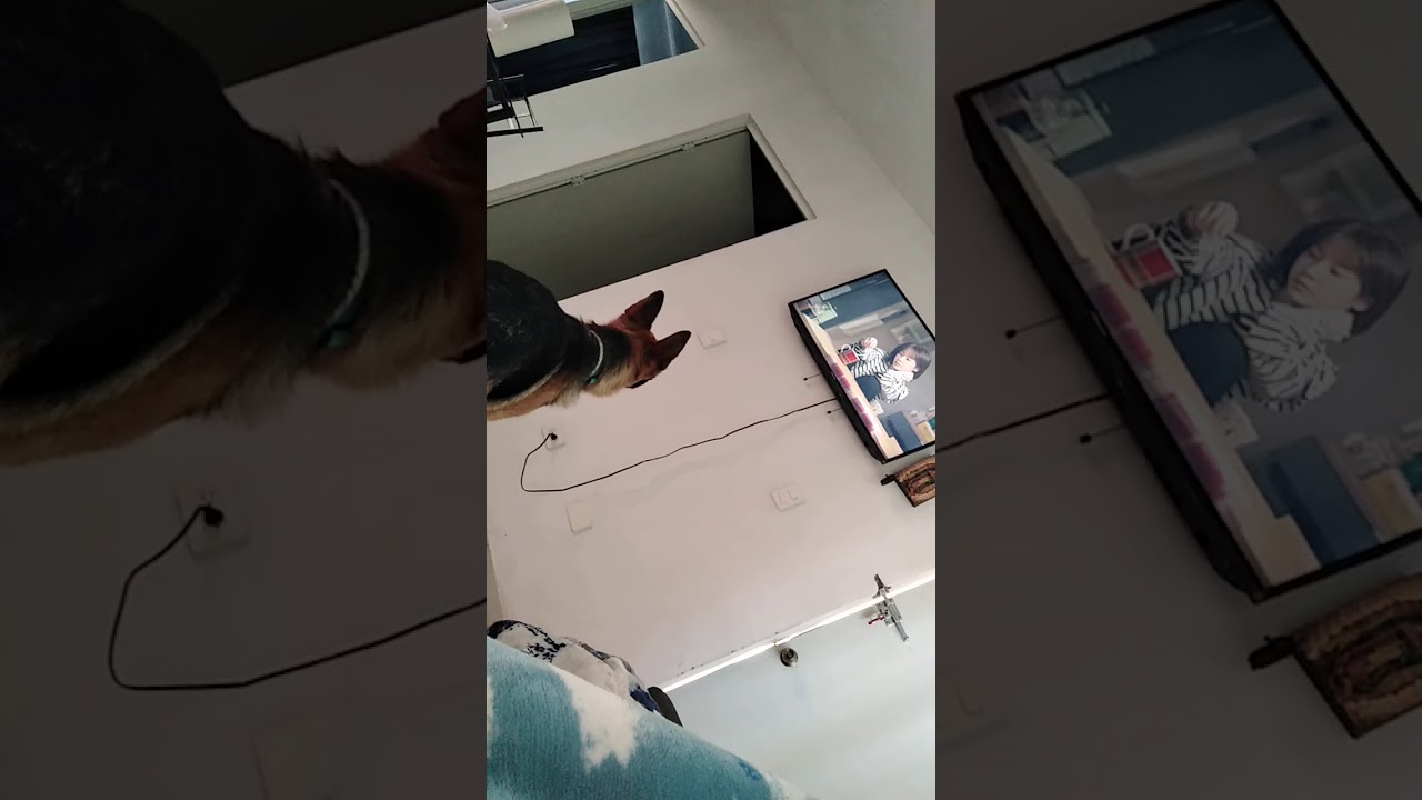 Tu perro viendo televisión - YouTube