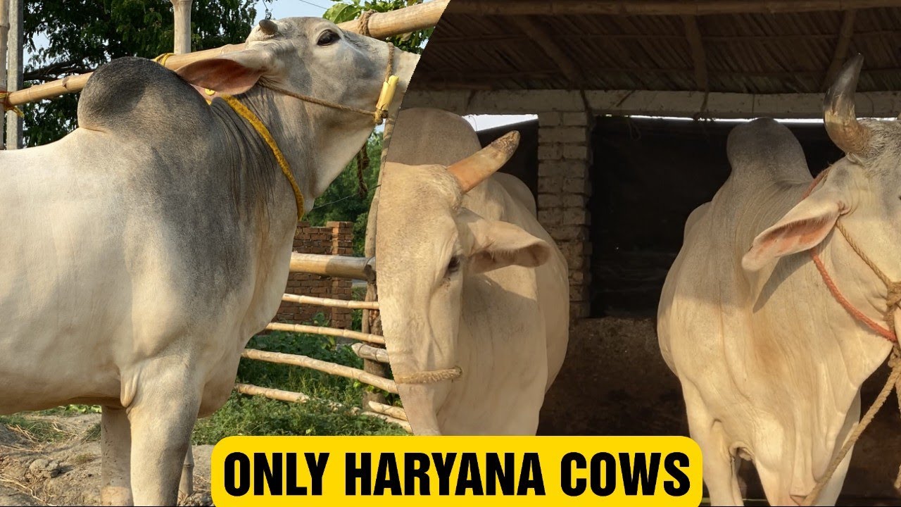 Medium Size Cows Available At Hasib Dairy Farm | Kolkata Cow 2023 - YouTube
